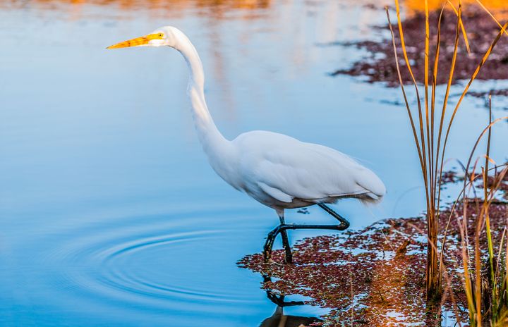 "Snowy Egret 1" - Fine Art Photography - Photography, Animals, Birds ...