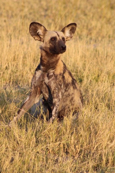 Painted Dog Poses - LWH Arts - Photography, Animals, Birds, & Fish ...