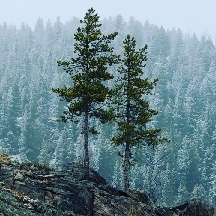 "Rocky Mountain Pines... " - Gilby's foundation for the Arts Trust - Photography, Flowers ...