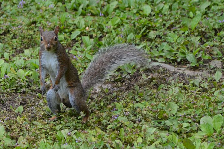 Jerry Reed - Photography