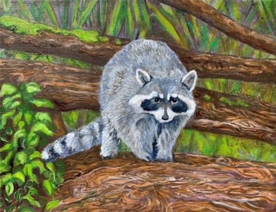 Raccon in the Woods - Victoriann Artworks - Paintings & Prints, Animals ...