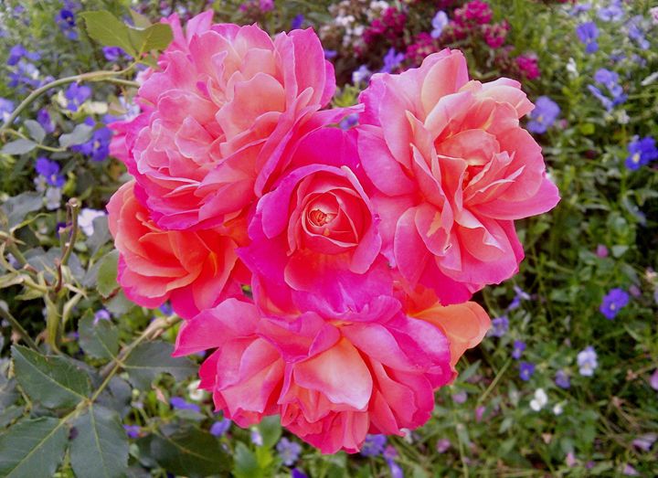 Love of Nature - ArtBySL - Photography, Flowers, Plants, & Trees ...