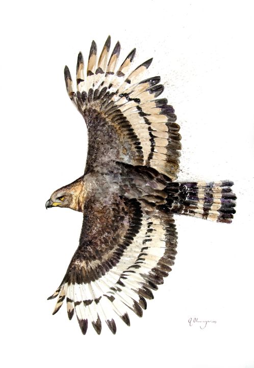 Andre Olwage - Paintings & Prints