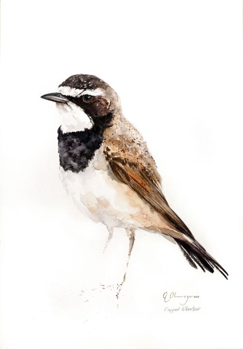 Capped Wheatear - Andre Olwage - Paintings & Prints, Animals, Birds ...