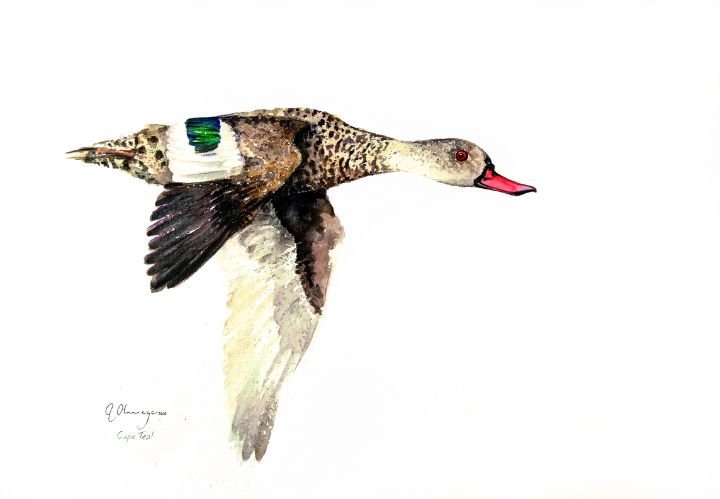 Cape Teal - Andre Olwage - Paintings & Prints, Animals, Birds, & Fish ...