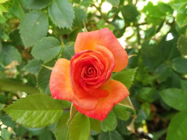 Front and Center - Eye of the Beholder - Photography, Flowers, Plants ...