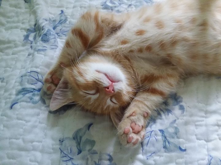 Cat Nap - Eye of the Beholder - Photography, Animals, Birds, & Fish ...