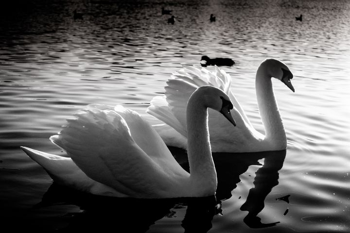 Two Swans - AJ Media Productions - Photography, Animals, Birds, & Fish ...