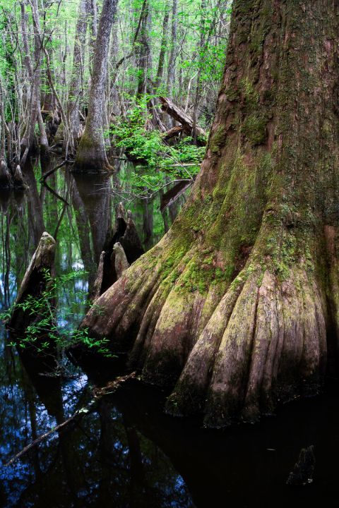 Bald Cypress Tree - Gary McJimsey Photography - Photography, Landscapes ...