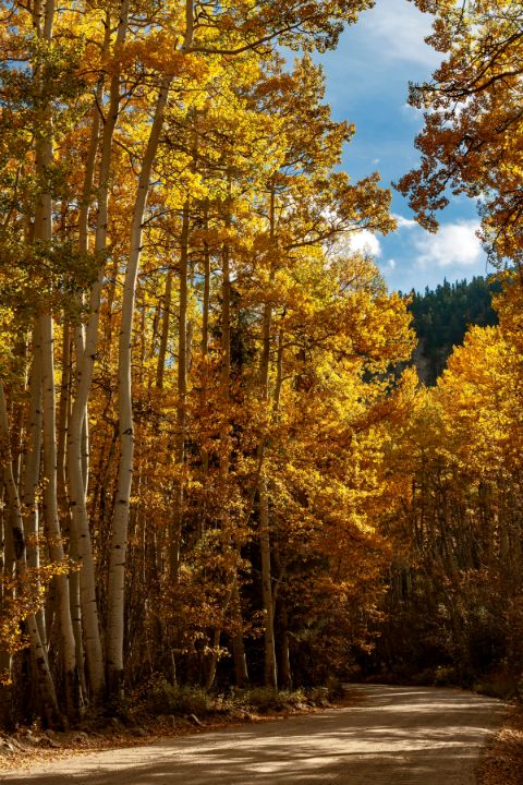 Colorado Aspens in Autumn - Gary McJimsey Photography - Photography ...