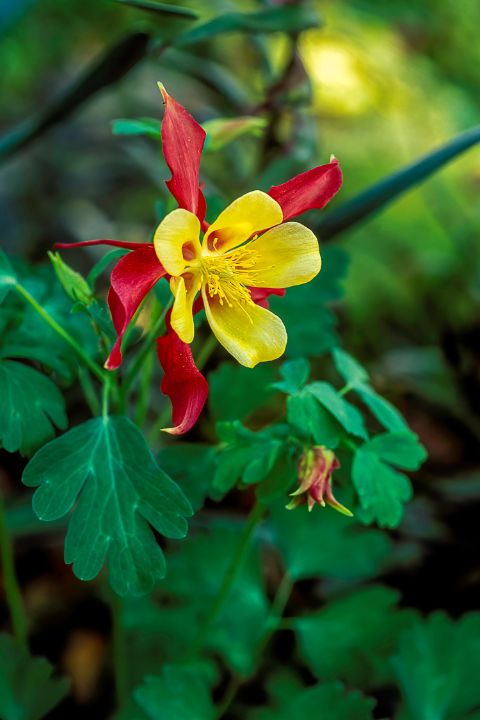 Red Columbine - Gary McJimsey Photography - Photography, Flowers ...