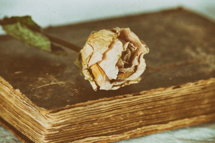 Timeworn Beauty 1 - Karen Stahlros - Photography, Still Life, Floral ...