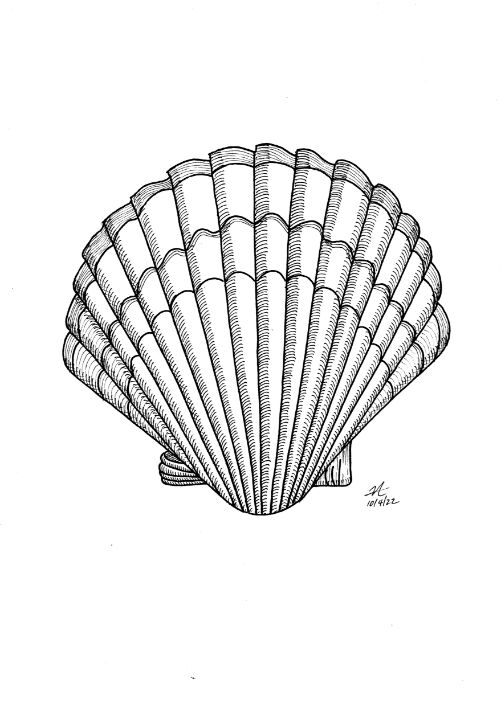 Scallop - Valerie Van Horne Art - Drawings & Illustration, Landscapes ...