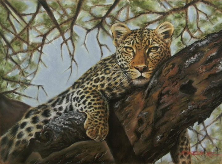 Leopard In A Tree Drawing Leopards In The Trees — Canvas Town