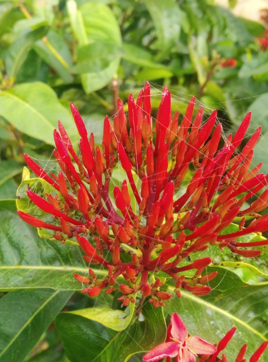 Red Jasmine pre-bloom spider bridged - Discover Tales - Photography ...