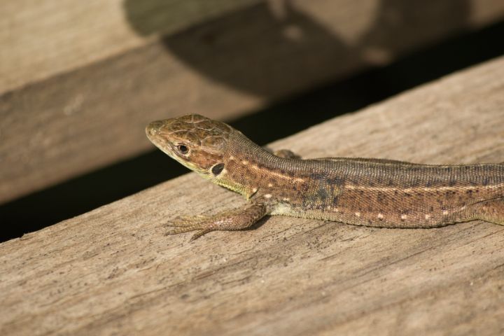 beautiful shiny lizard - AchtungStudio - Photography, Animals, Birds ...