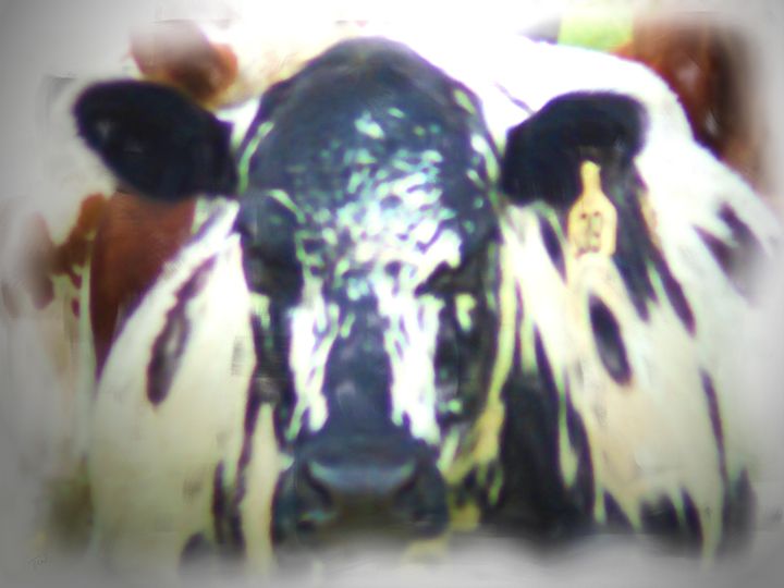 Whole Lotta Moo - Trulas Treasures - Paintings & Prints, Animals, Birds ...