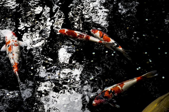 Wonderinf flying Koi - Cintron Photography - Photography, Animals ...