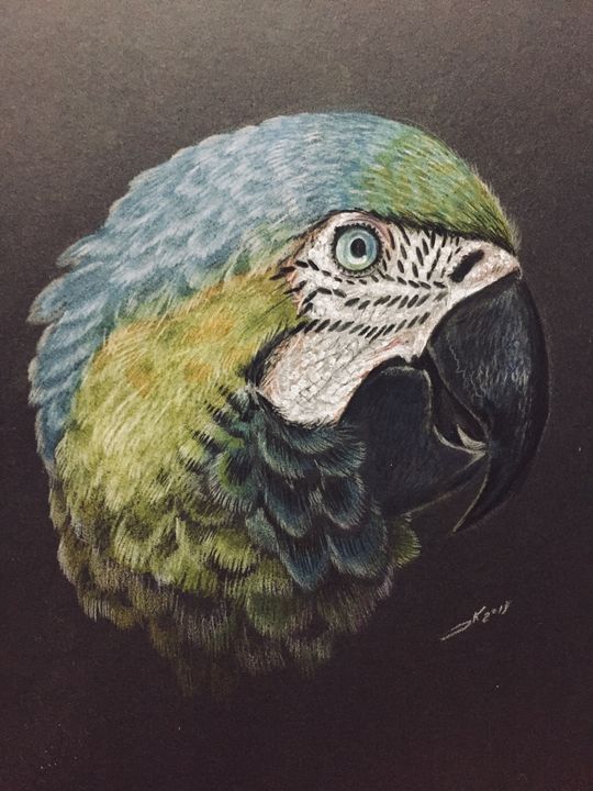Ara - Evgen Karpenko - Drawings & Illustration, Animals, Birds, & Fish ...