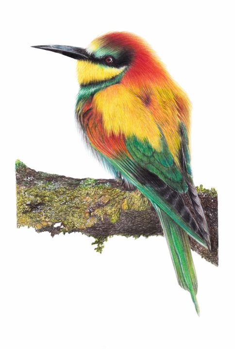 Bee-eater bird - Vandita Verma: Nature and Wildlife Artist - Drawings ...