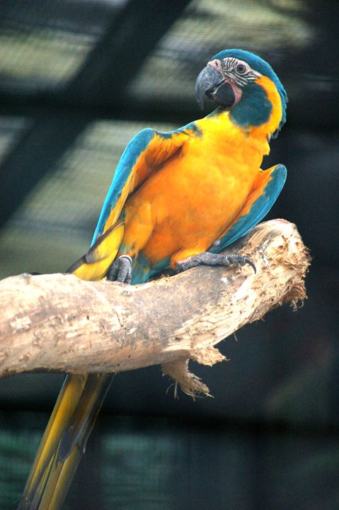Macaw Bird - Vandita Verma: Nature and Wildlife Artist - Photography ...