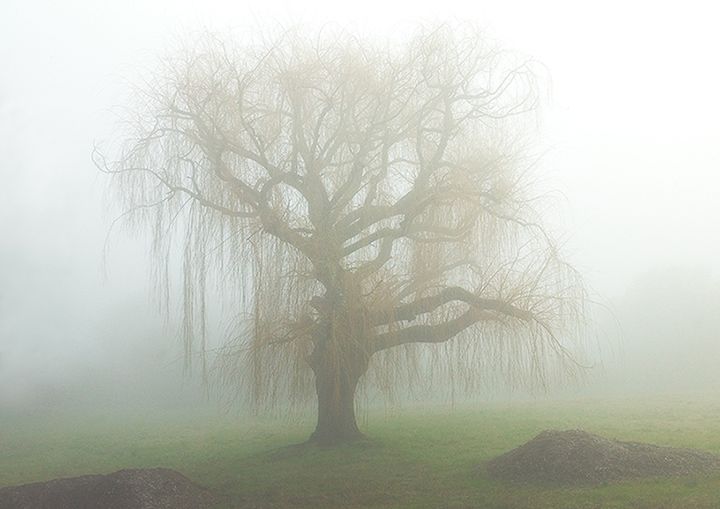 Gilbert Draper Photography - Photography