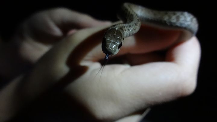 A Snake In The Hand - WinterFlowerArt - Photography, Animals, Birds ...