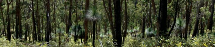 Australian Bush Grass Trees - Manfred Urs Koch - Photography ...