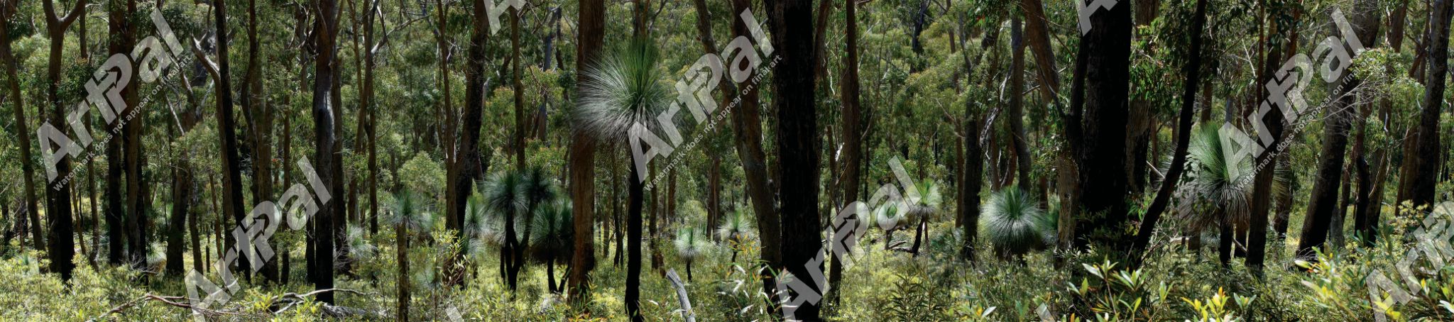 Australian Bush Grass Trees - Manfred Urs Koch - Photography ...