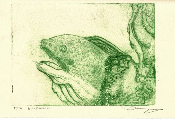 It's a Moray - bmaxprint - Paintings & Prints, Animals, Birds, & Fish ...