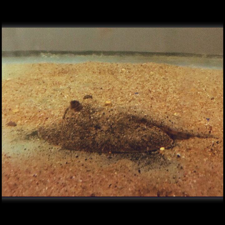In The Sand - Fish Dont Talk - Photography, Animals, Birds, & Fish ...