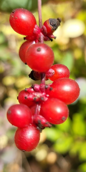 Berry Nice - Angela Kern - Photography, Flowers, Plants, & Trees ...