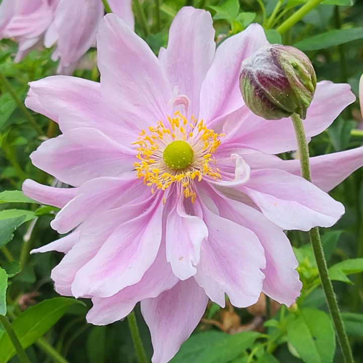 Pink Windflower and Bud - Angela Kern - Photography, Flowers, Plants ...
