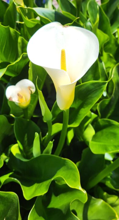 Why Gild the Calla Lily? - Angela Kern - Photography, Flowers, Plants ...