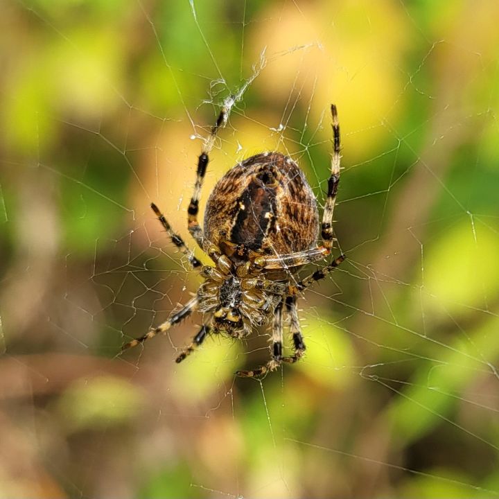 Orbweaver in Autumn - Angela Kern - Photography, Animals, Birds, & Fish ...