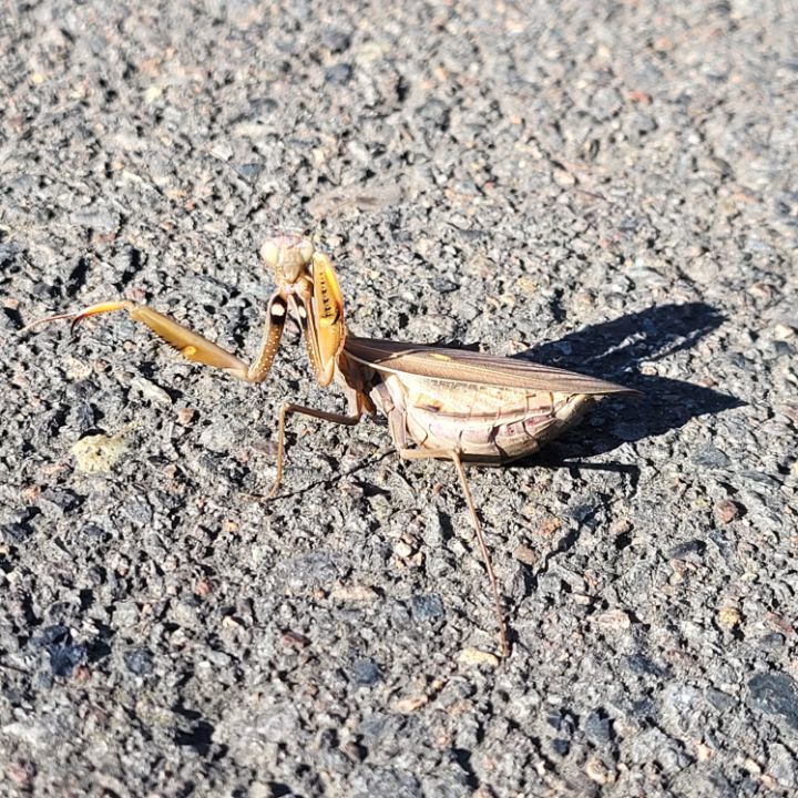 Mantis on Pavement #2 - Angela Kern - Photography, Animals, Birds ...