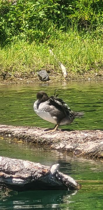 Unruffled - Angela Kern - Photography, Animals, Birds, & Fish, Birds ...