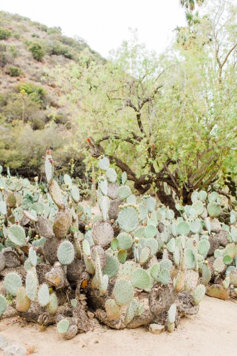 Catalina Cactus - Caitlin Page - Photography, Flowers, Plants, & Trees ...