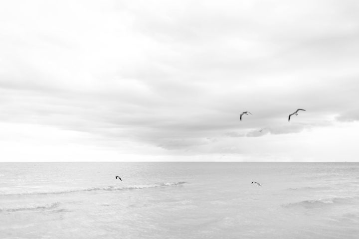 Florida Birds - Caitlin Page - Photography, Landscapes & Nature, Beach ...