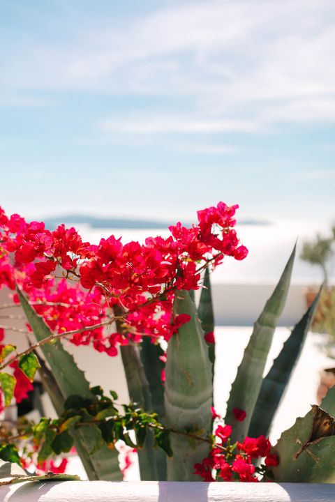 Island Plants - Caitlin Page - Photography, Places & Travel, Europe ...