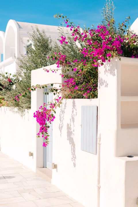 Pink Greek Bougainvillea - Caitlin Page - Photography, Places & Travel ...