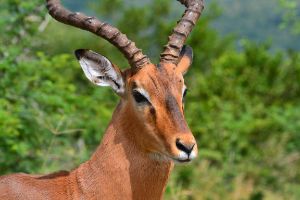 Ross Sleet - Photography