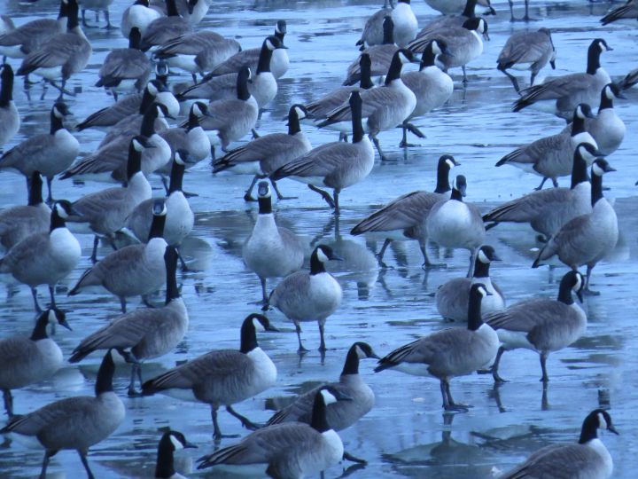 Layover - Ted Mallory - Photography, Animals, Birds, & Fish, Birds ...