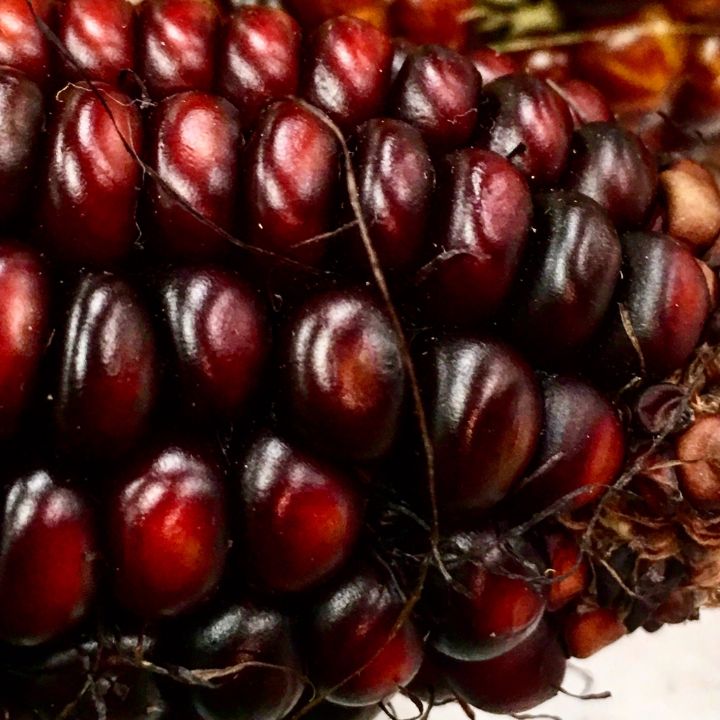 Macro Red Corn - Ted Mallory - Photography, Holidays & Occasions ...