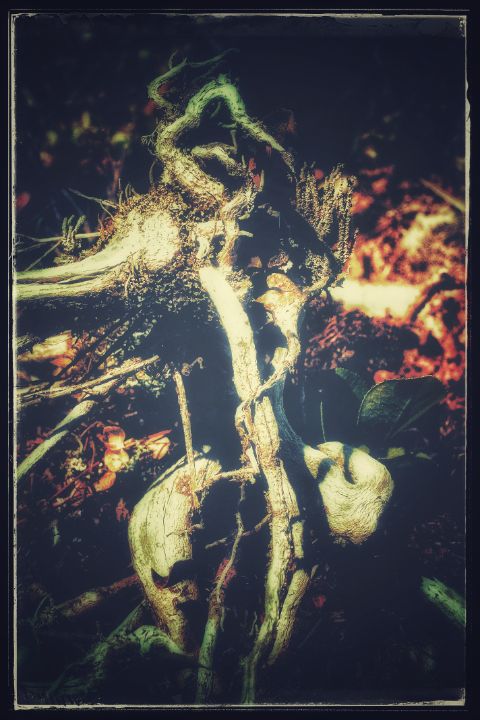 Huckleberry bones - living and the lost - Photography, Flowers, Plants ...