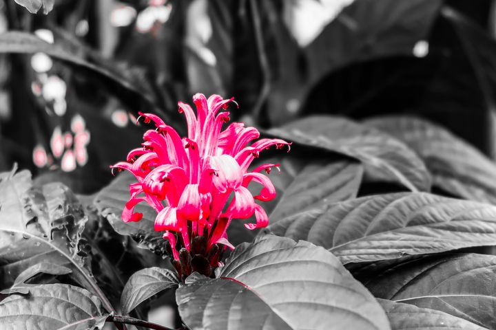 Fuchsia Flower - Crimson & Teal Creations - Photography, Flowers ...