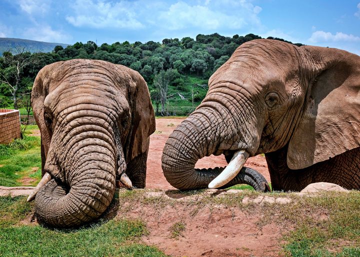 Two Gentle Giants - Animals Love And Respect - Photography, Animals ...