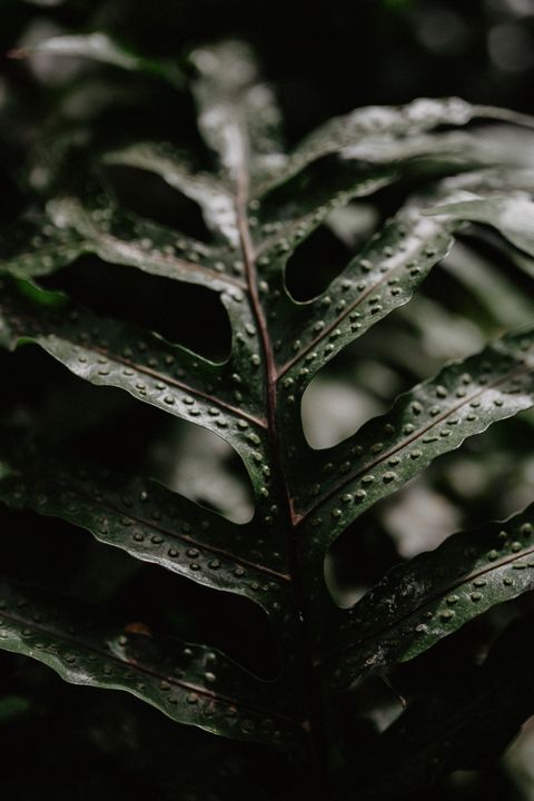 Green Leaf - Plants - Photography, Flowers, Plants, & Trees, Plants ...