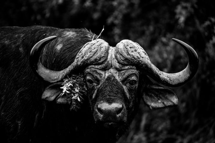 Carved In Stone - AP Photography - Photography, Animals, Birds, & Fish ...