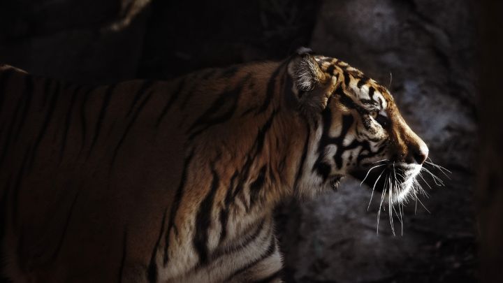 AP Photography - Photography